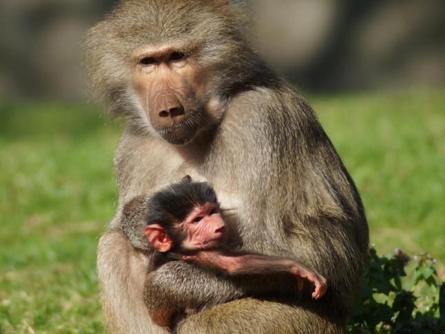 Baby baboon debuts at NC Zoo