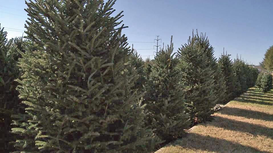 Choose, cut your Christmas tree at these Triangle farms