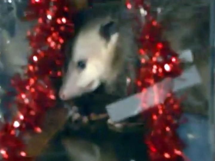 PETA wants mountain town's New Year's Eve possum drop halted