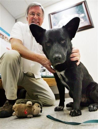 Dog Back Home After Adventure, Neutering