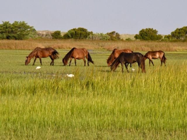 TOM EARNHARDT: Remembering N.C. nature stewards; the unspoiled legacy ...