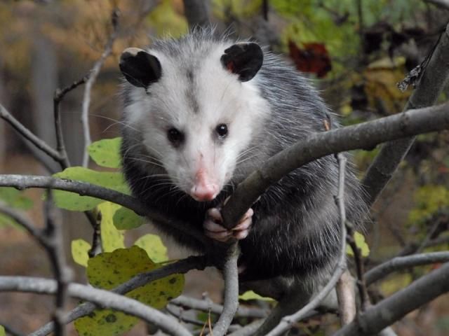 TOM EARNHARDT: Celebrating 'imperfections' in nature