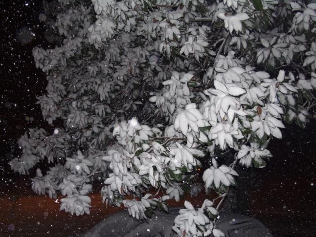 Saving frost-bitten plants