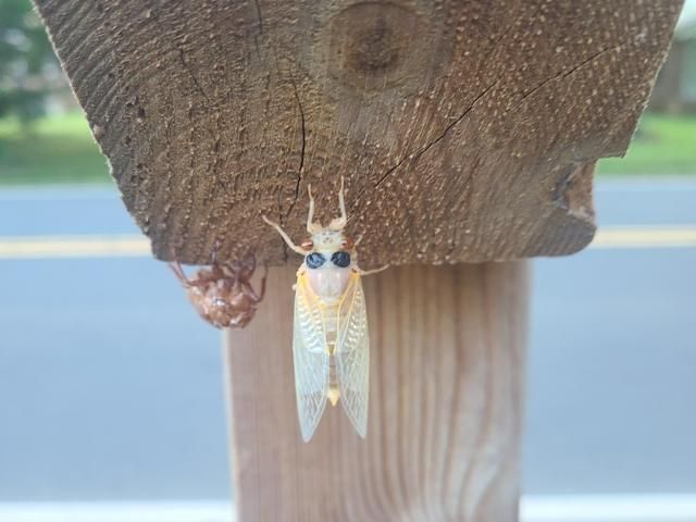 'The broods have arrived:' Millions of cicadas buzzing through North ...