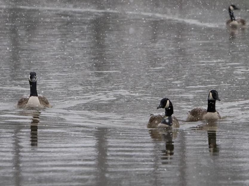Nuisance geese at gated community euthanized