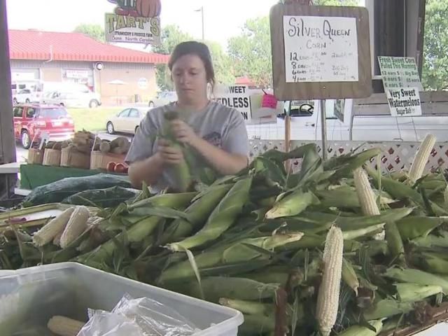 Timely rain a boost to struggling corn crop