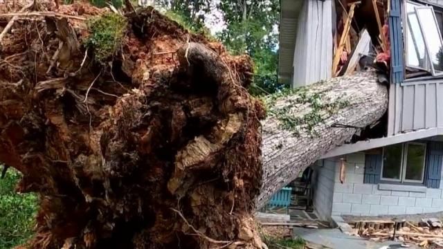 trees fall during earthquake