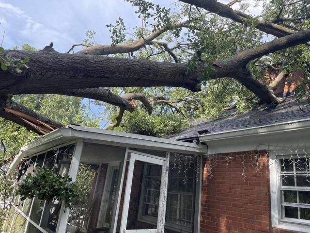 Wind and rain from storms threaten trees of the Triangle