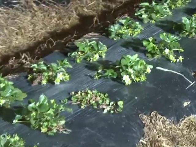 Farmers preparing for Monday morning frost advisory, freeze warnings
