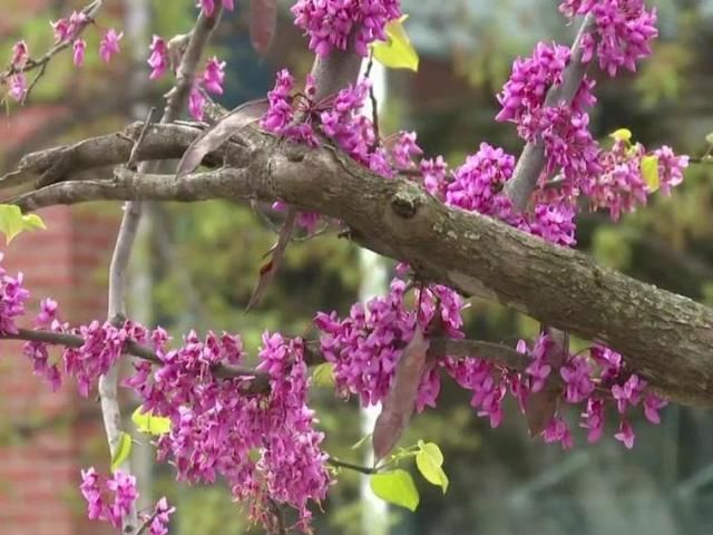 NC pollen count hits all-time high on Monday