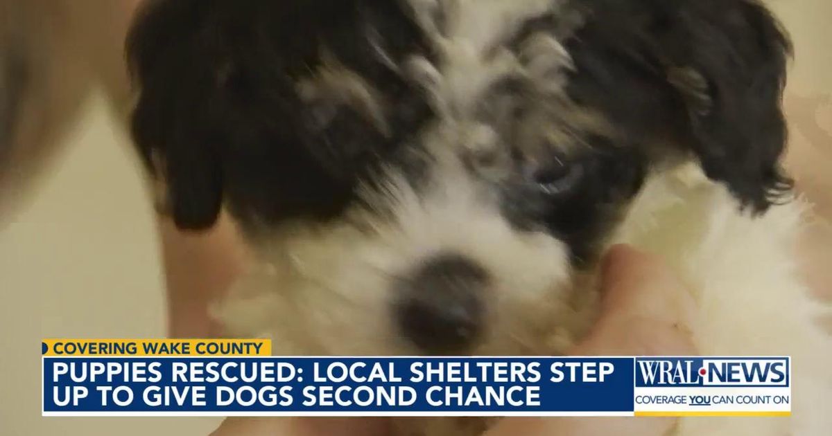 More than 100 dogs and puppies rescued from suspected puppy mill in ...
