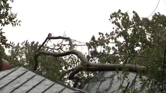 fallen tree branch responsibility