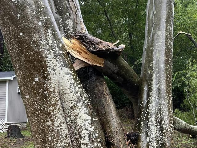 Fayetteville sees heavy rain, winds and downed branches