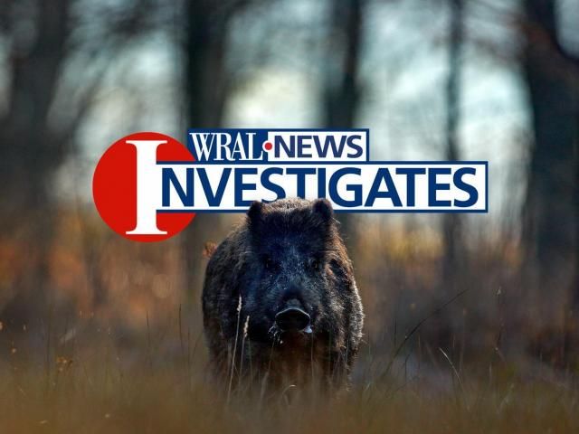 Man vs. beast: Wild hogs are a growing and destructive problem for NC ...