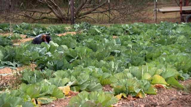 Tar Heel Traveler: Collard Farm