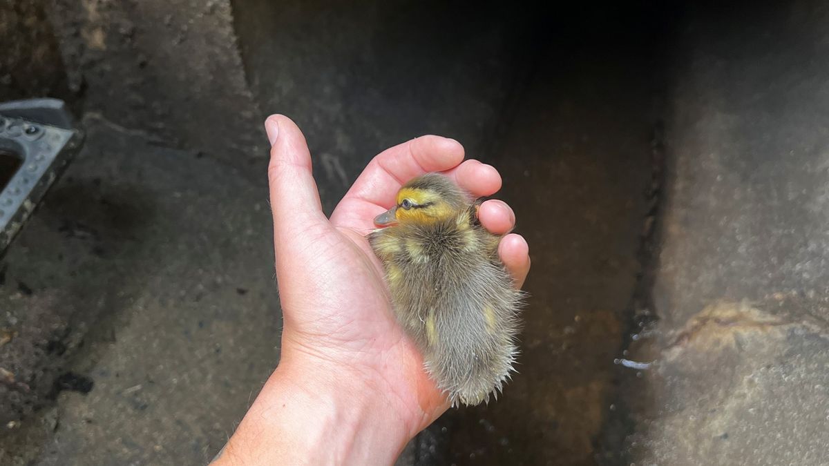Morrisville employees rescue duckling from storm drain :: WRAL.com