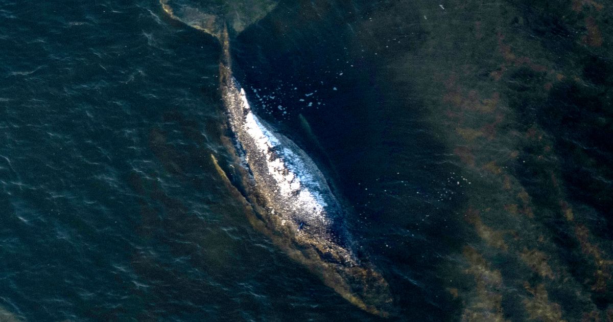 Dead humpback whale brought to shore in Denmark with autopsy set next ...