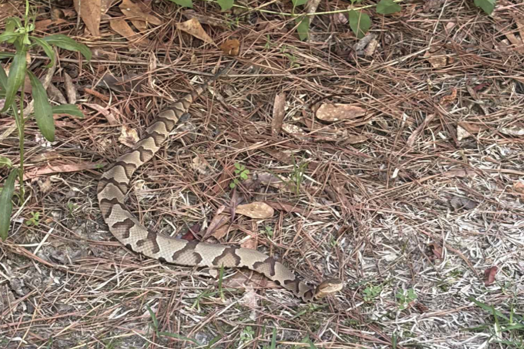 Warmer weather making snake sightings more likely. Here's what you can ...