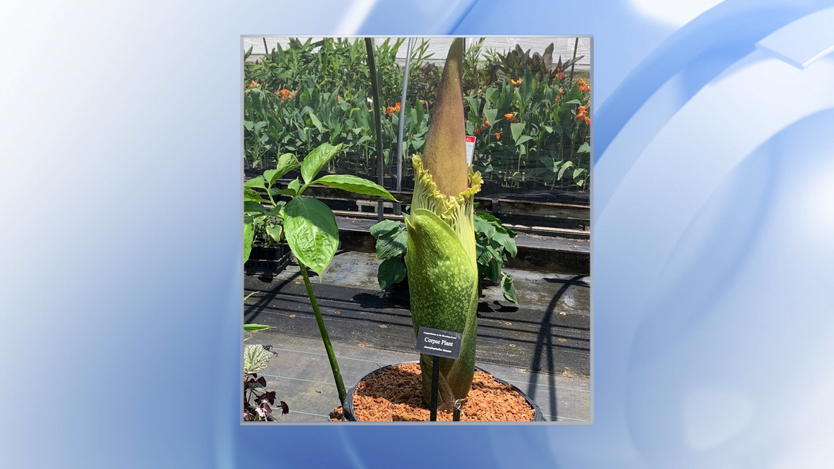 What's that smell? Corpse plant begins rare blooming at botanic garden ...
