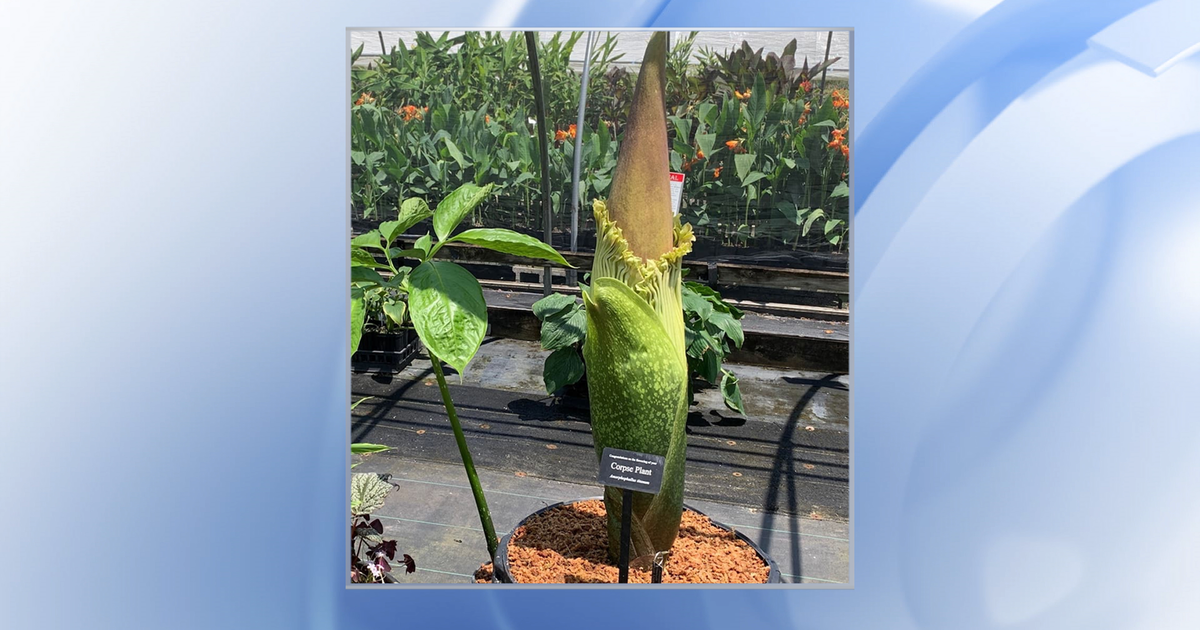 What's that smell? Corpse plant begins rare blooming at botanic garden ...