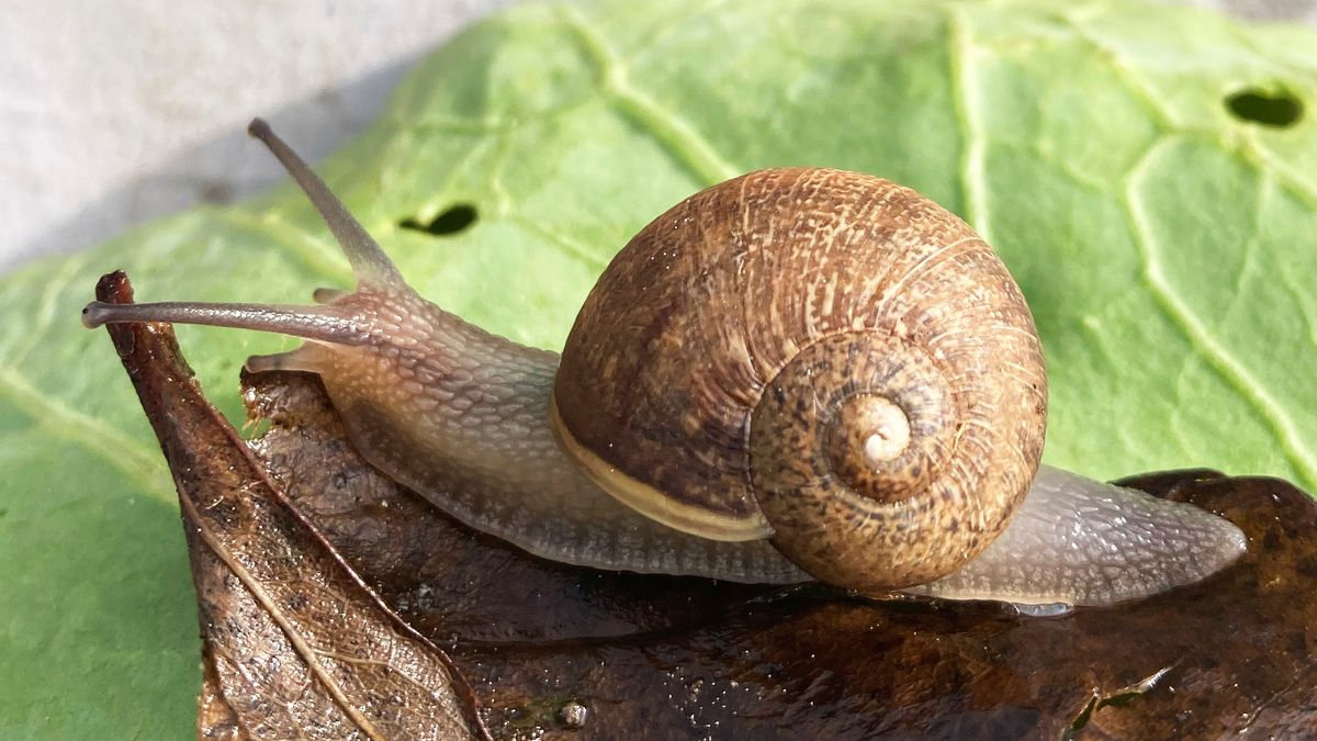 Go Ask Dad: Snail tricks, costume treats :: WRAL.com