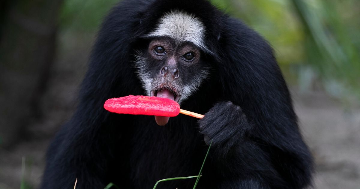 Rio de Janeiro zoo animals are treated to popsicles as the city faces ...
