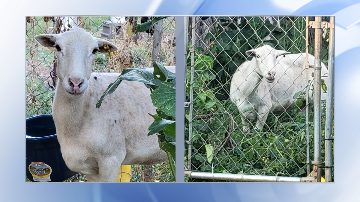Do you know this sheep? Raleigh police asks for public help in finding ...