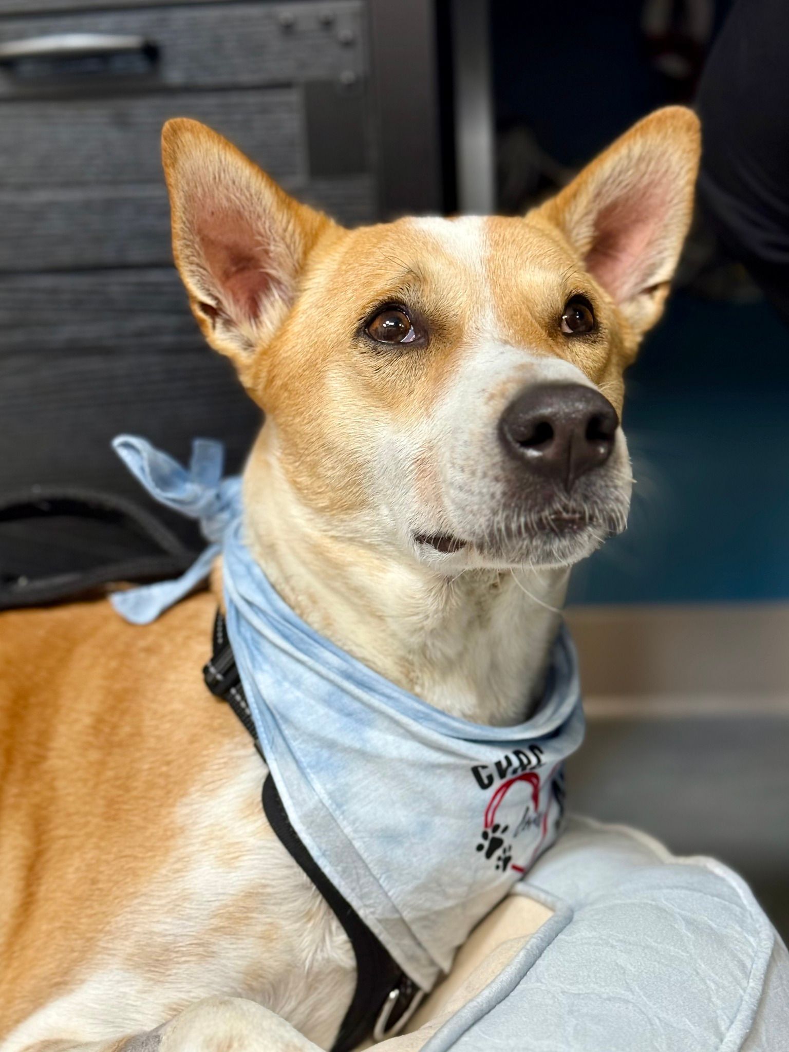 Aloka the Peace Dog will be with monks in Raleigh, veterinarian tells ...