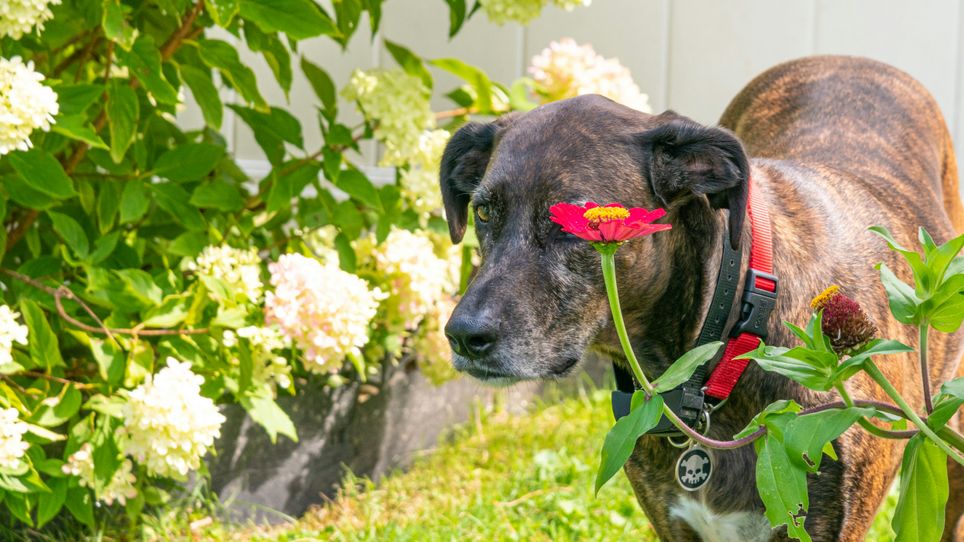 Loyal and tenacious: Here's why the Plott Hound is North Carolina's ...