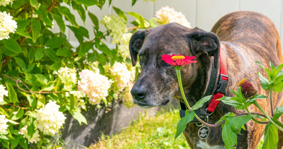 Loyal and tenacious: Here's why the Plott Hound is North Carolina's ...