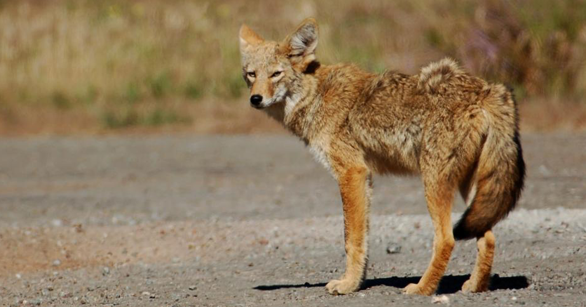 Coyote who attacked Roxboro man tests positive for rabies, Person Co ...