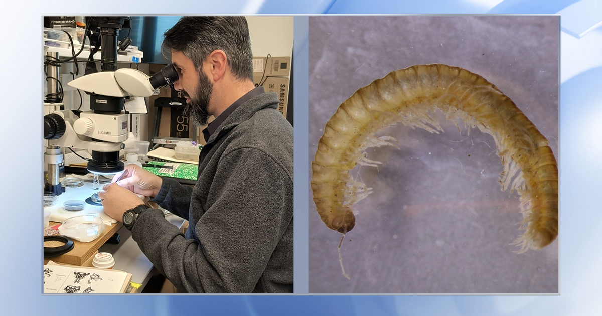 Four millipede species discovered in Great Smoky Mountains National ...
