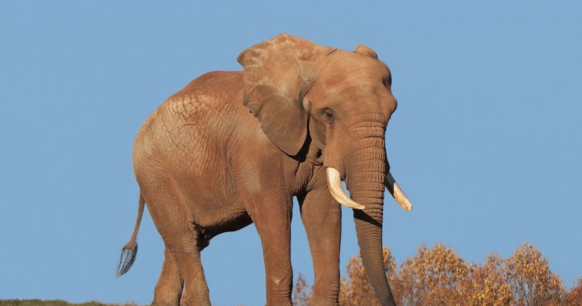 C’sar, 51-year-old elephant and icon of NC Zoo, has died :: WRAL.com