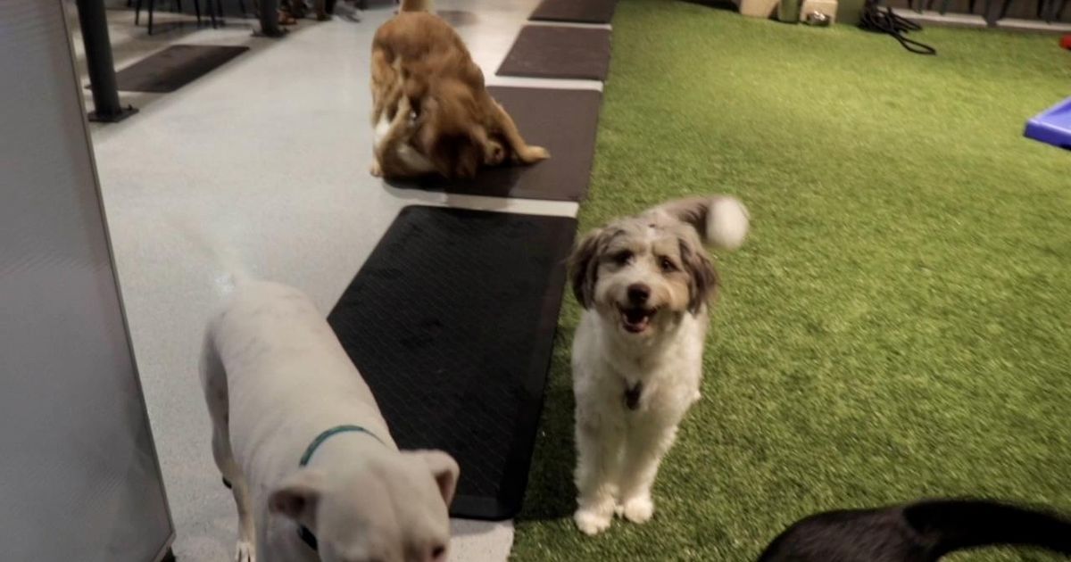 Discover the best indoor dog park in Raleigh, plus more dog-friendly ...