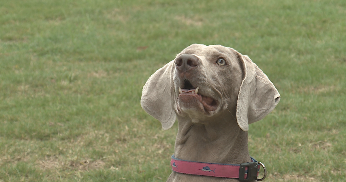 Local hero dog scares off intruders, wins hearts in Holly Springs ...
