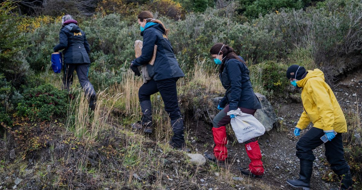 Argentina expands hantavirus probe, sending teams to trap and test rats ...