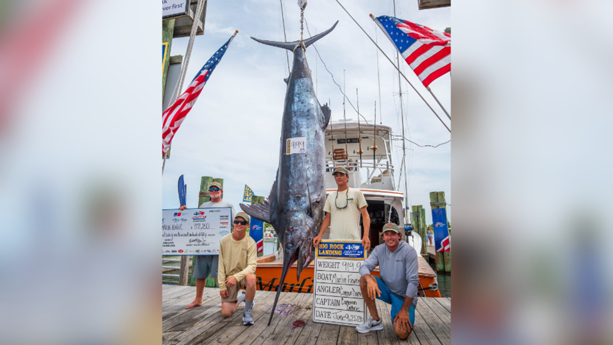 Nearly 1000-pound Blue Marlin breaks record at Big Rock Blue Marlin ...