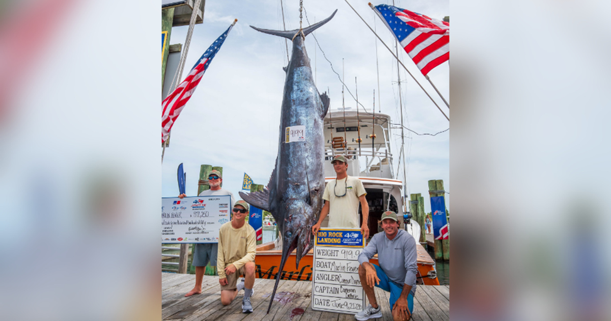 Nearly 1000-pound Blue Marlin breaks record at Big Rock Blue Marlin ...