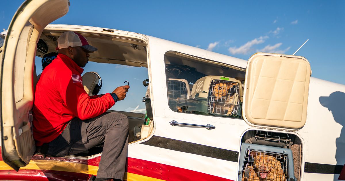 Shelter pets rescued by the revitalized Seuk’s Army in photos :: WRAL.com