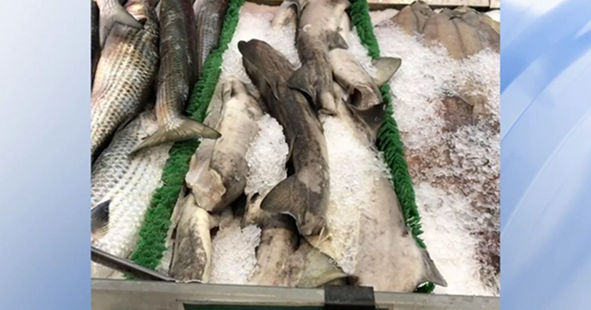 UNC researchers say some shark and other seafood sold in stores may not ...