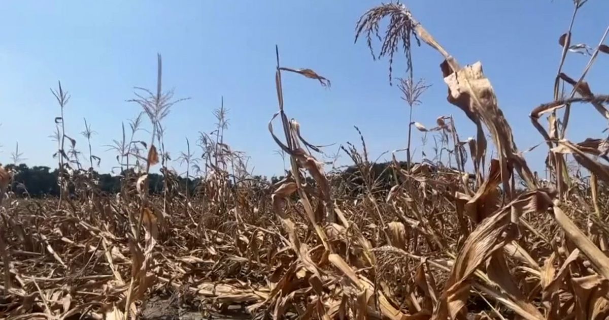 Climate extremes slash crop yields, threaten local agriculture :: WRAL.com